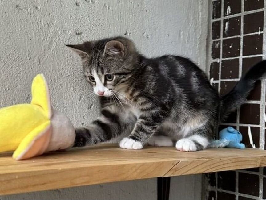 Котенок 3 месяца привит белый серый мрамор