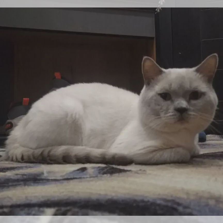 Шотландский прямоухий короткошёрстный, взрослый кот