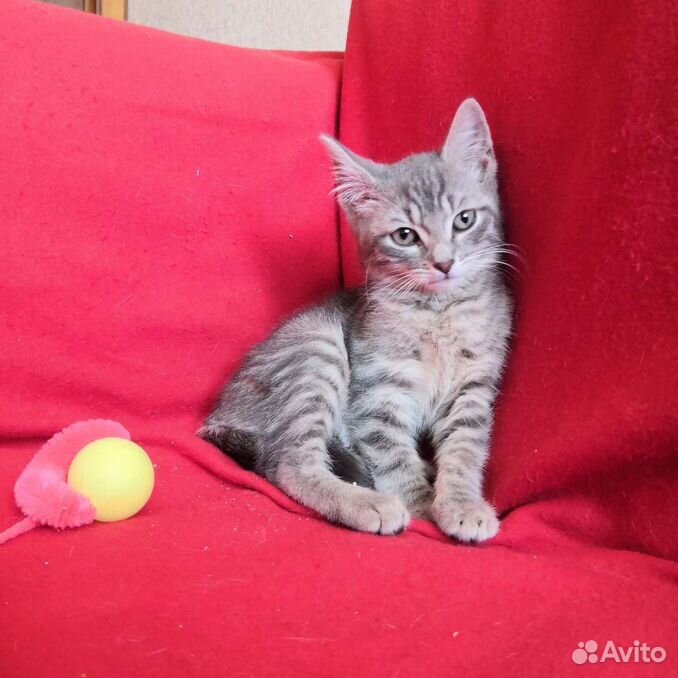 Котенок мальчик дымчатый полосатый в дар