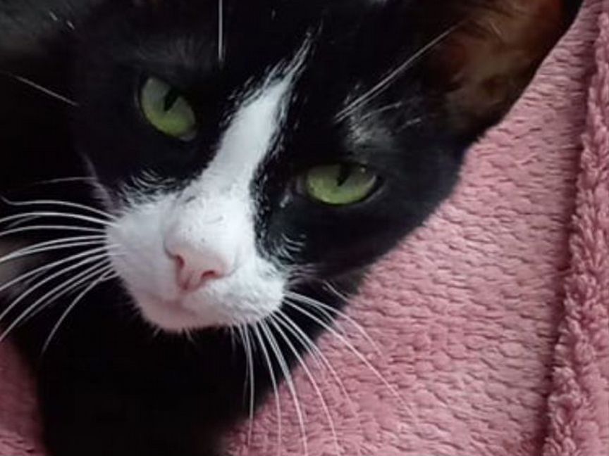 Котики бесплатно