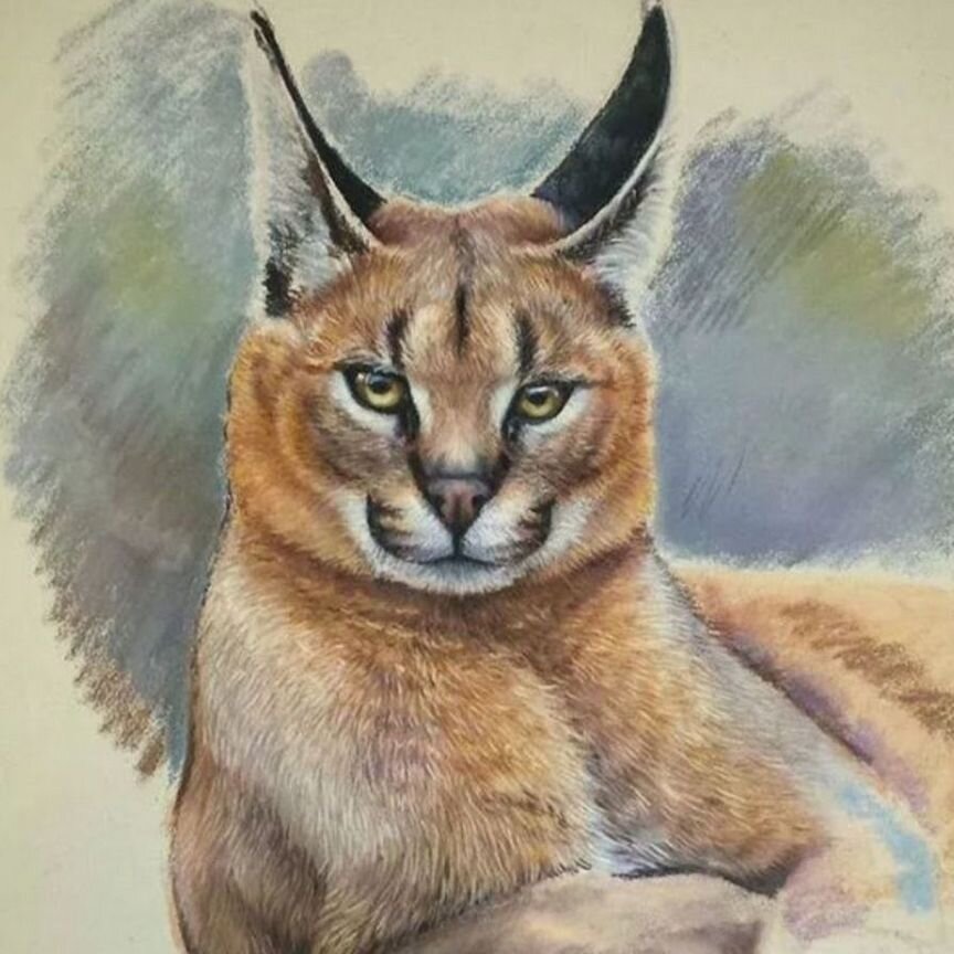 Взрослый кот каракет
