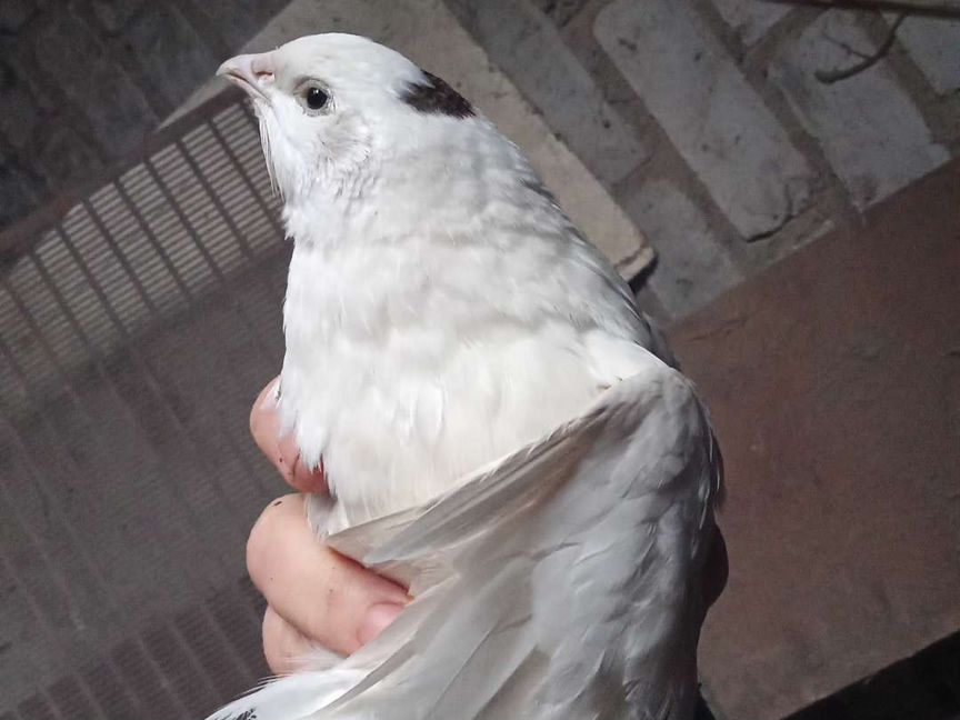 Перепелки несушки