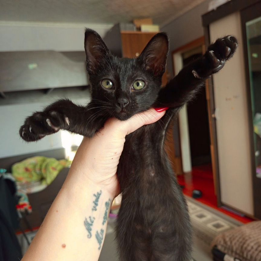 Кошечка Орик