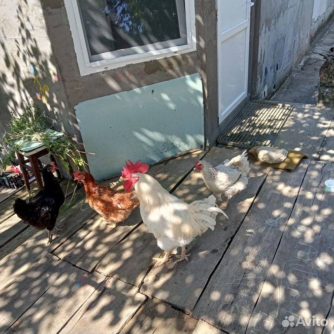 Продаю Петухов