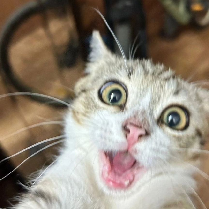 Котенок малышка девочка 3 мес