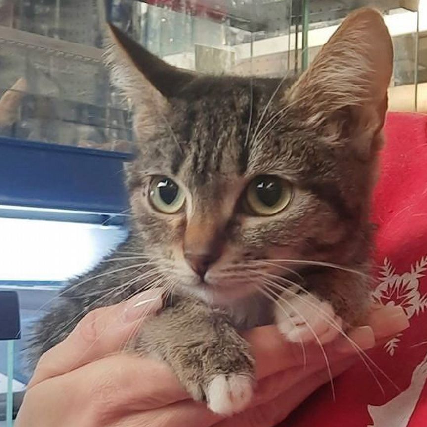 Котёнок в добрые руки