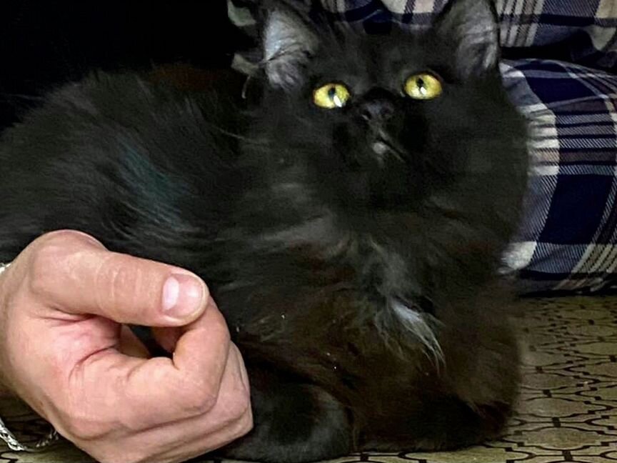 Котенок подросток сибирский метис