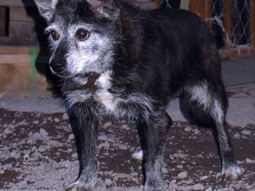 Маленькая собачка из Приюта