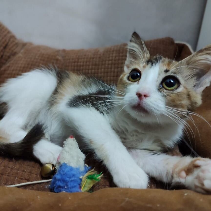 Трёхцветка на счастье, 3.5мес