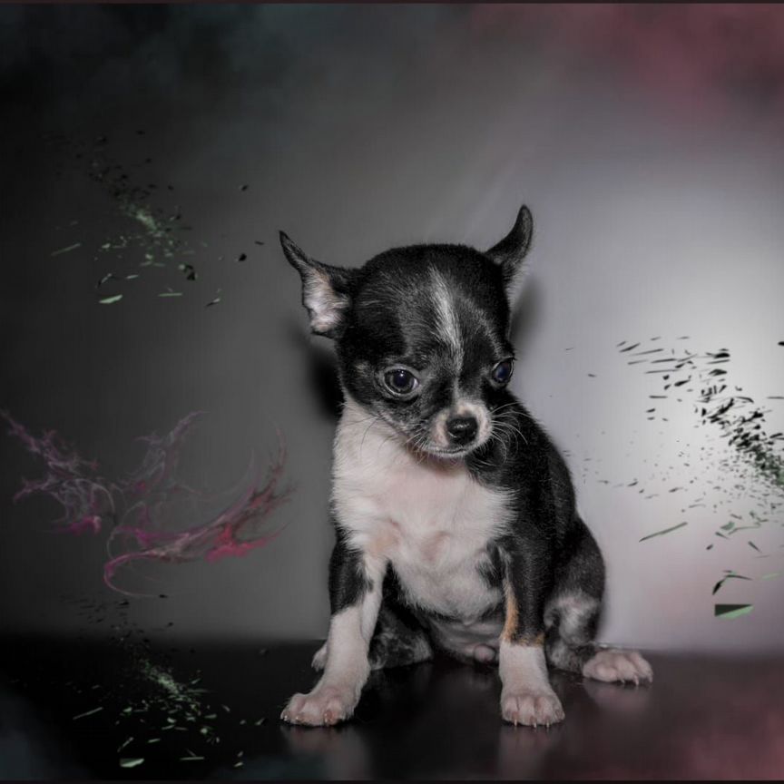 Щенки чихуахуа