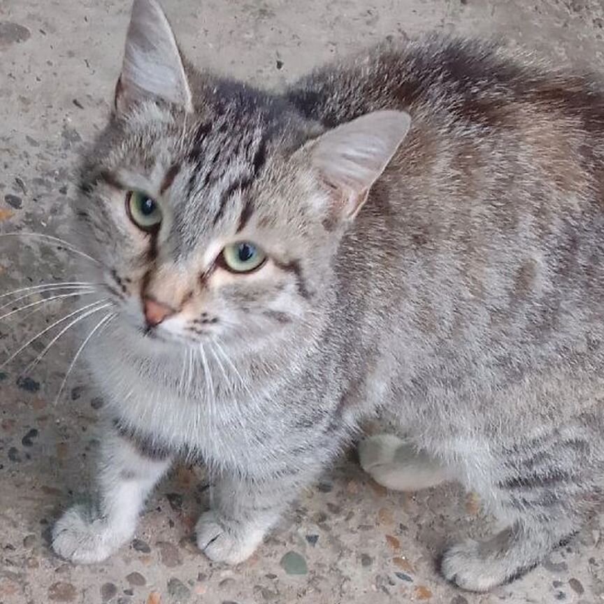 Котенок девочка