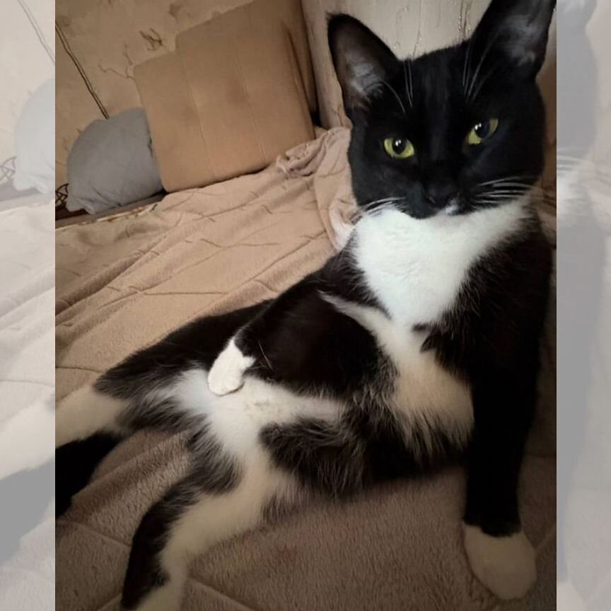 Взрослый кот в добрые руки