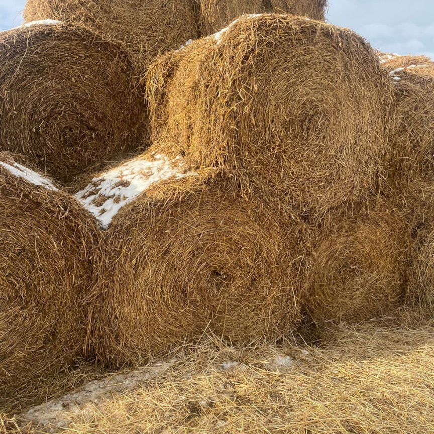 Солома гороховая