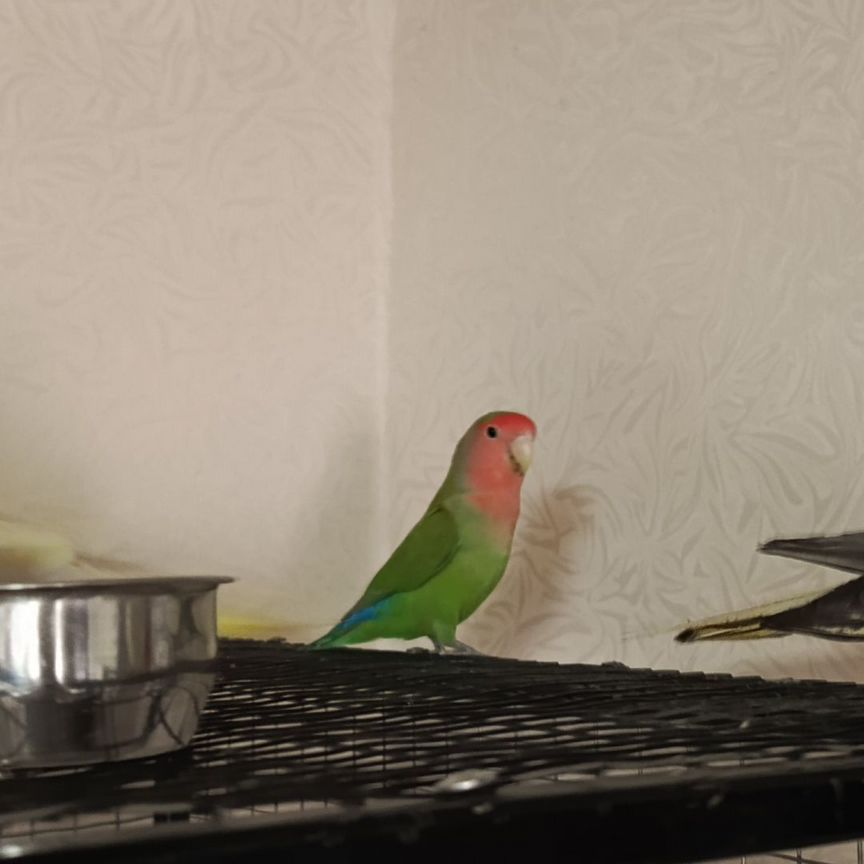 Попугай неразлучник