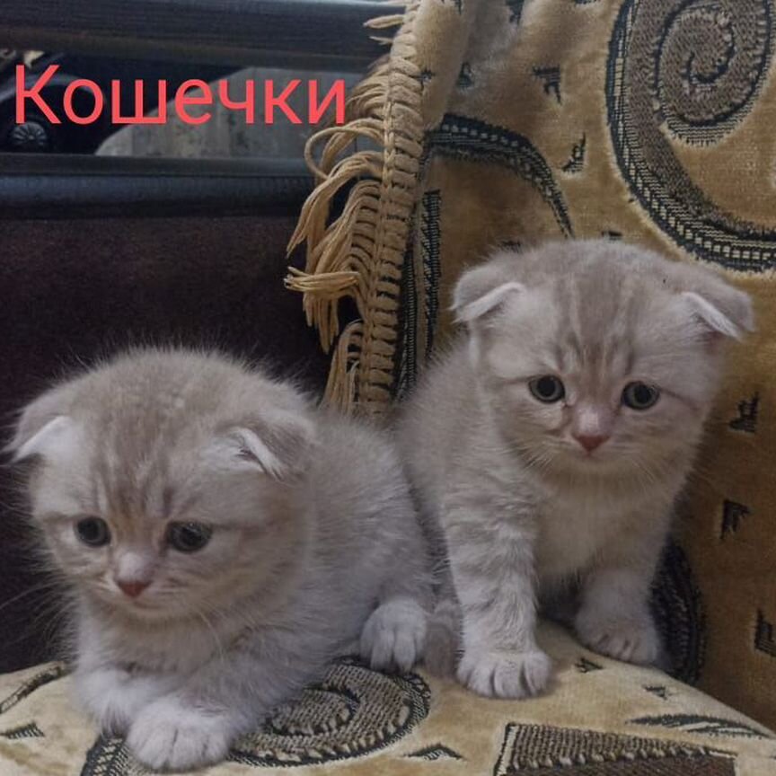 Британские вислоухие котята