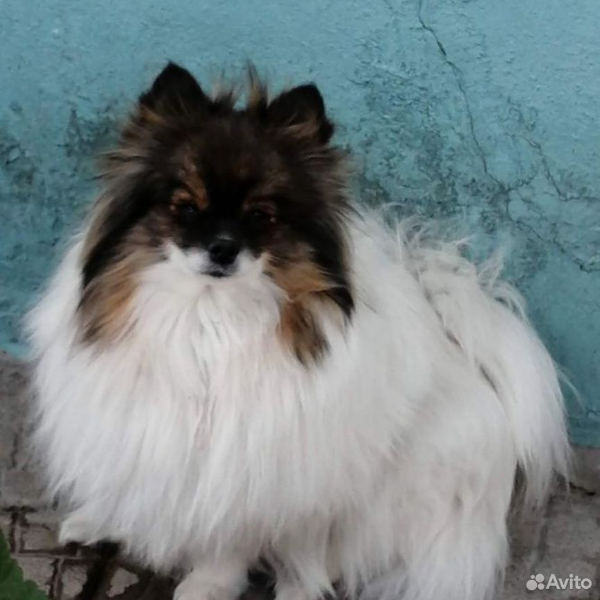 Шпиц девочка