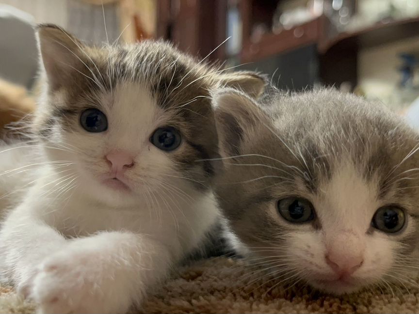 Котята в добрые руки