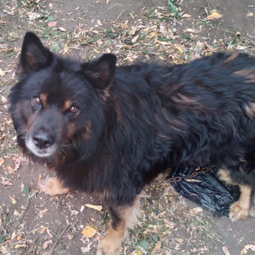 Собака в добрые руки маленькая порода