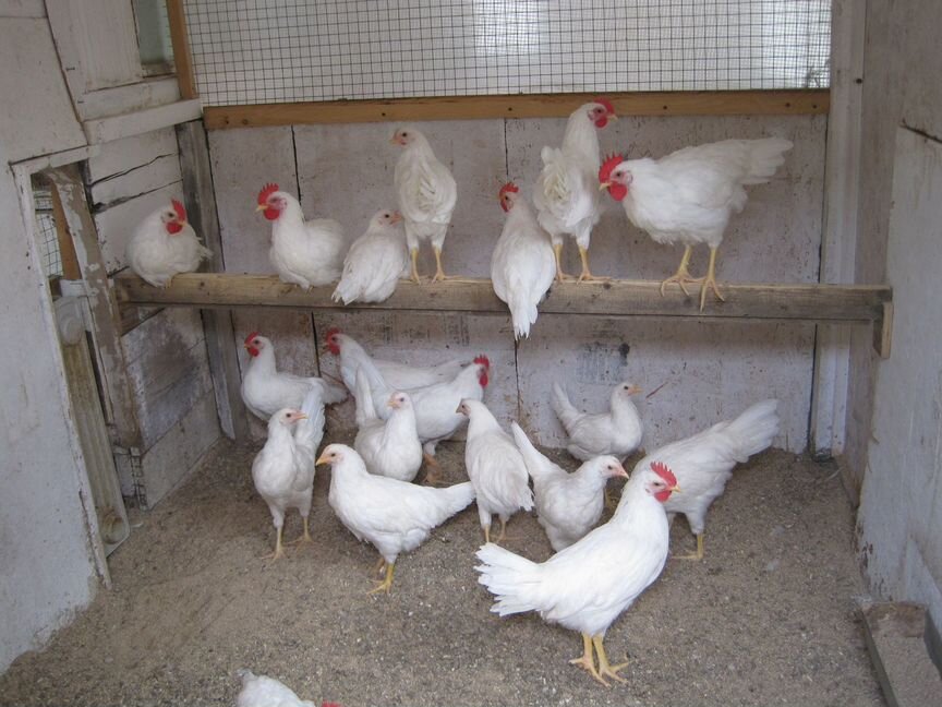 Куры несушки