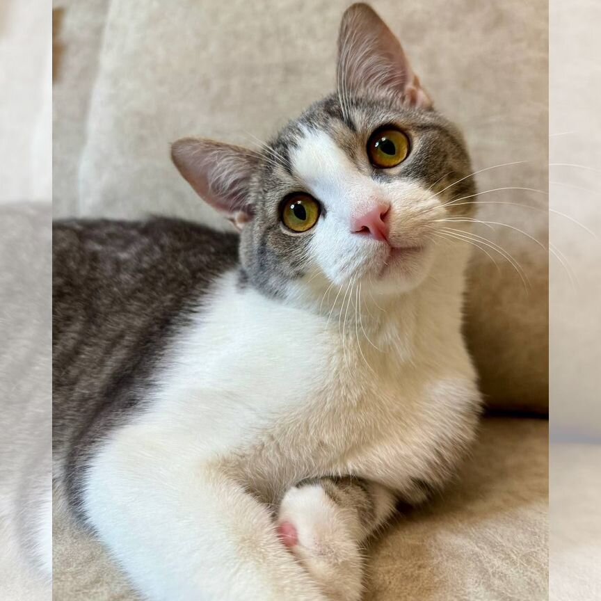Котенок Огюст
