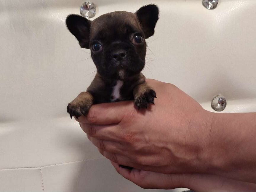 Маленькие Французики