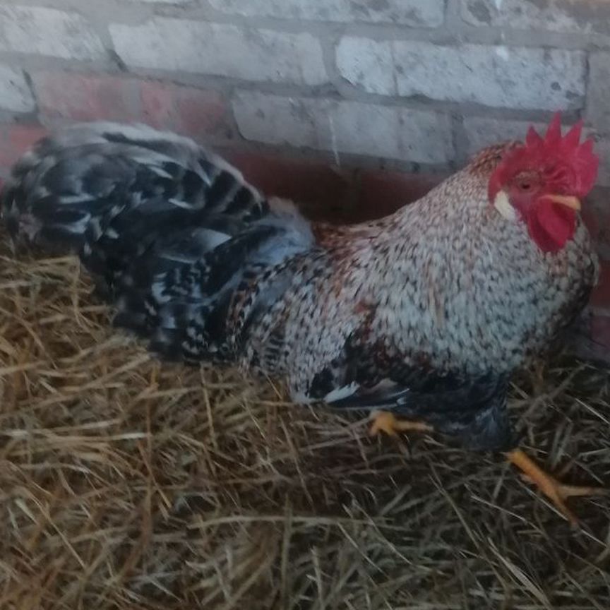 Лекбар кремовый семья кур