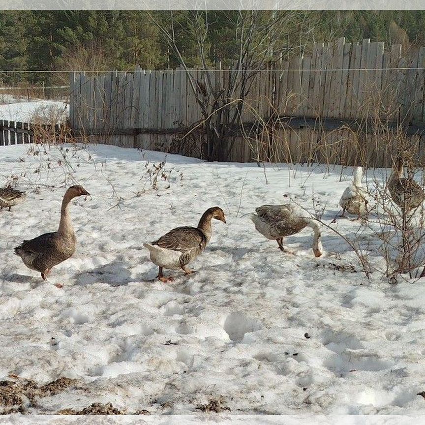 Яйцо инкубационное холмогорских гусей