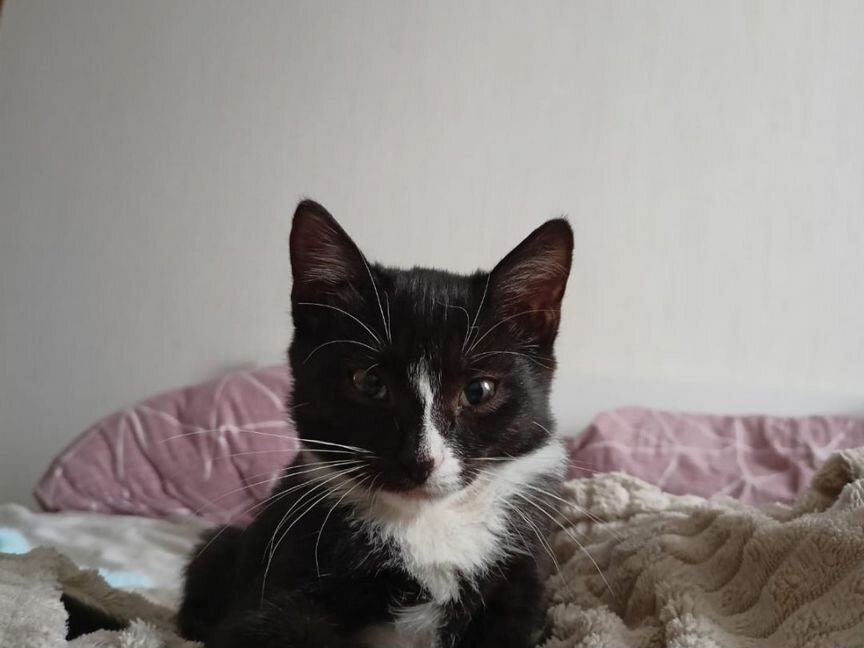 Коты бесплатно