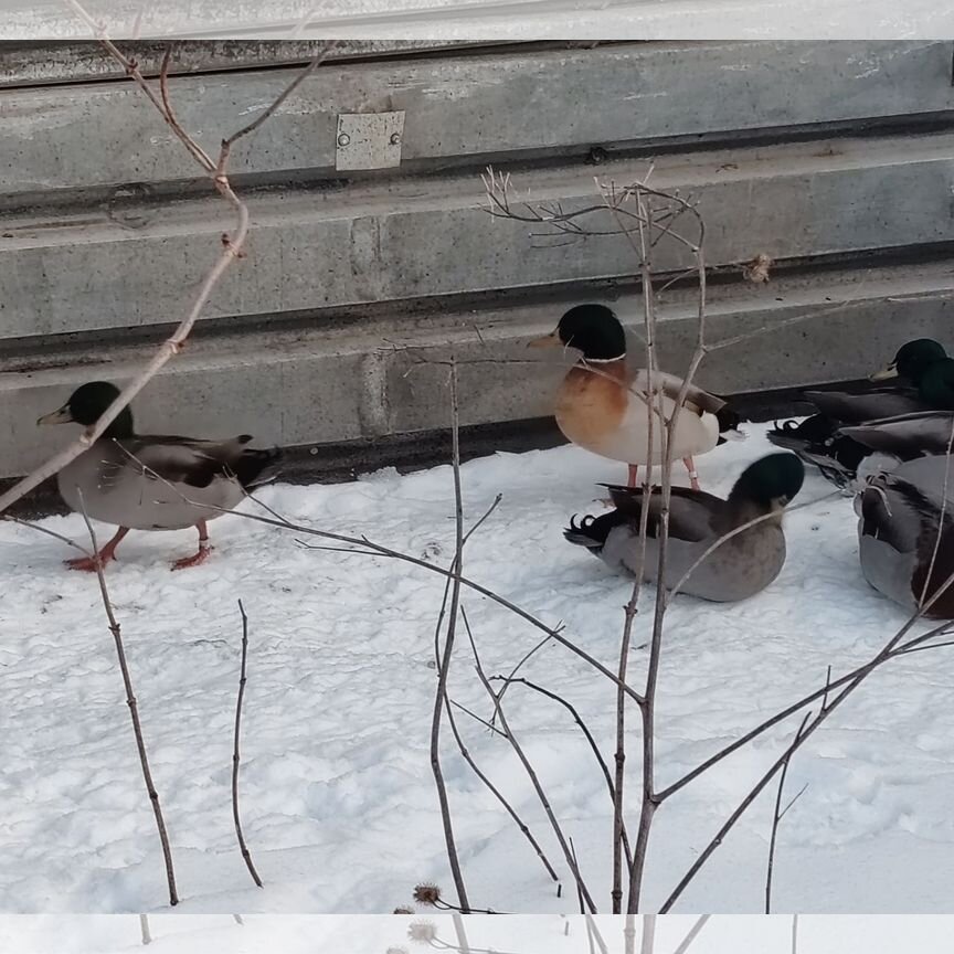 Селезень чубарый