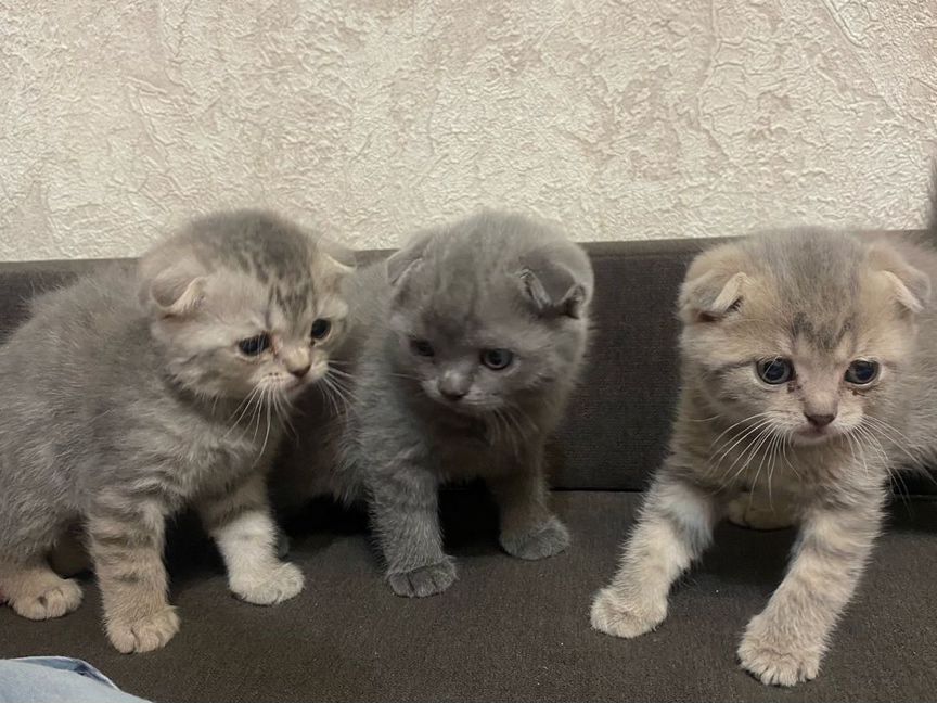 Продаются котята
