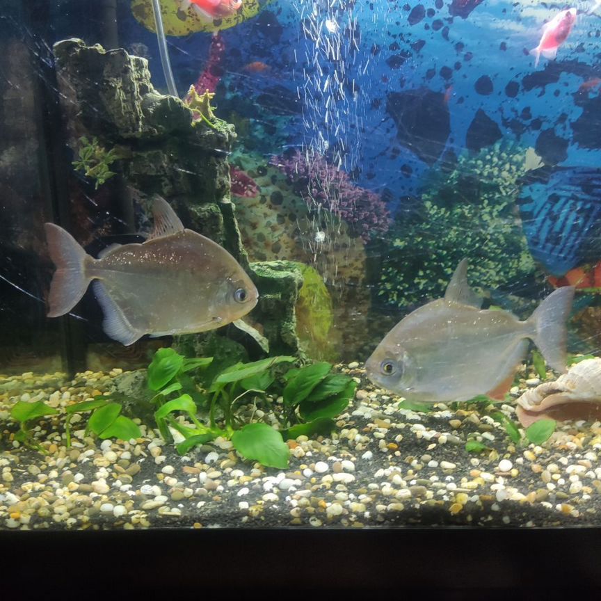 Аквариумные рыбки