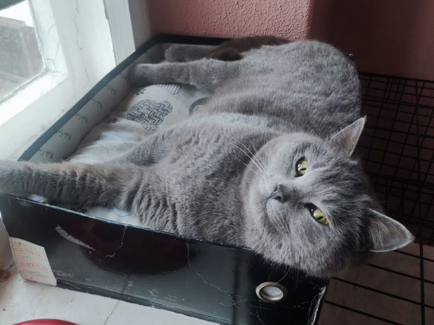 Кошки в добрые руки
