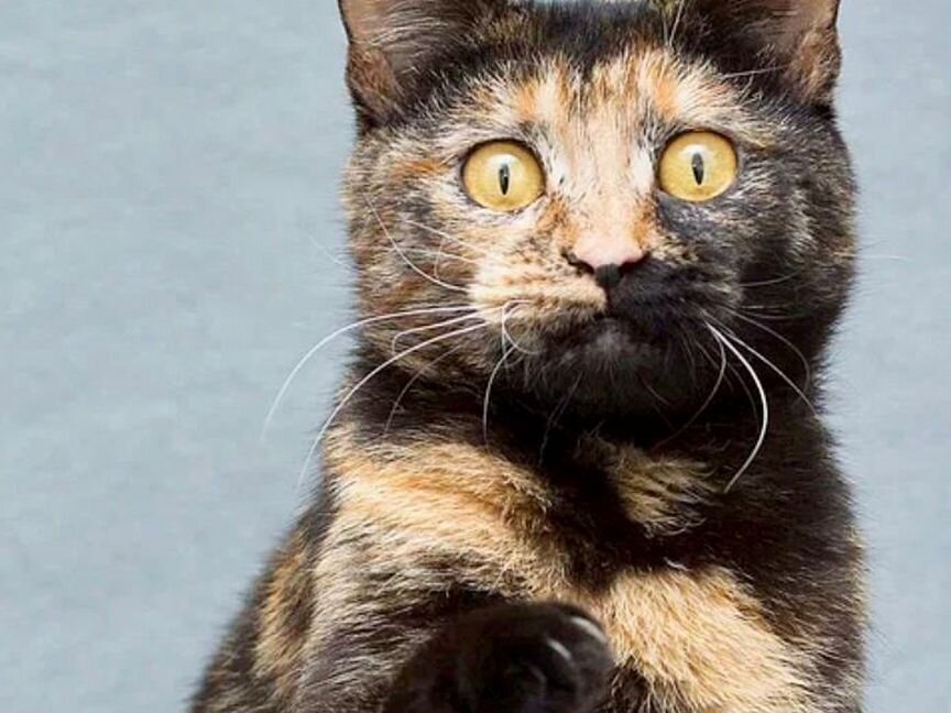 Трехцветная Нюська сидит в клеточке