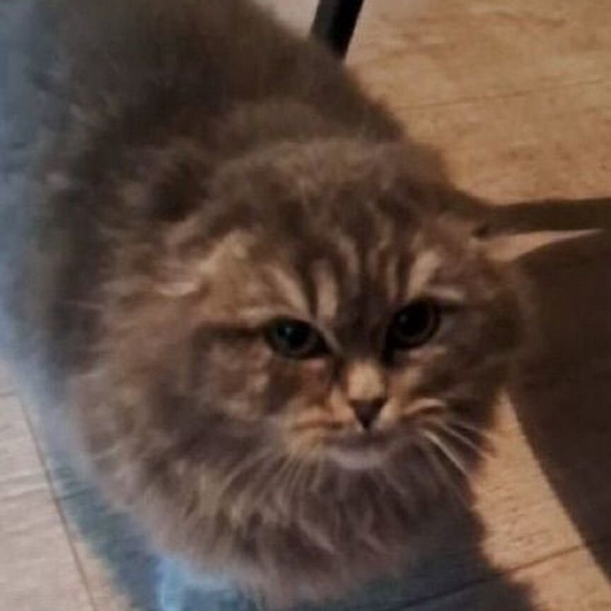 Шотландская вислоухая