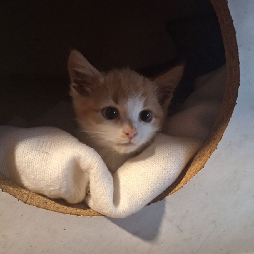 Рыжий котенок в добрые руки бесплатно