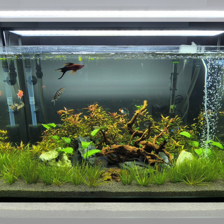 Людвигия ползучая