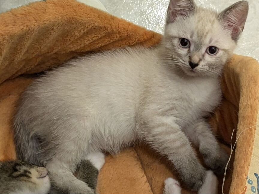 Маленький сиамский котёночек