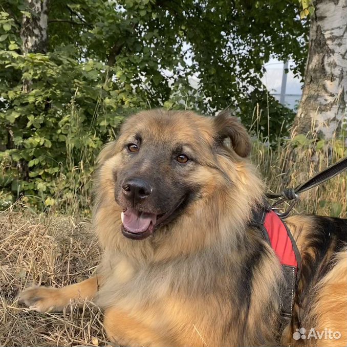 Взять из приюта метиса чау- чау
