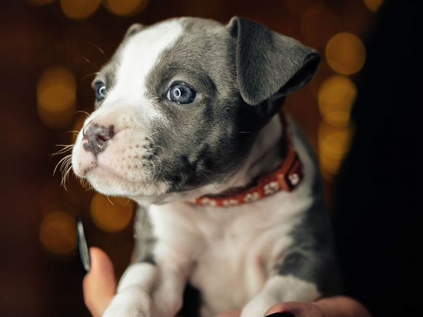 Американский стаффордширский терьер