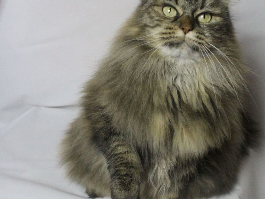 Изольда Барселит