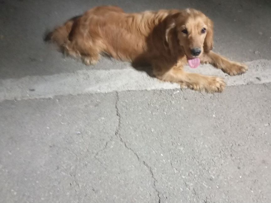 Жених ищет невесту