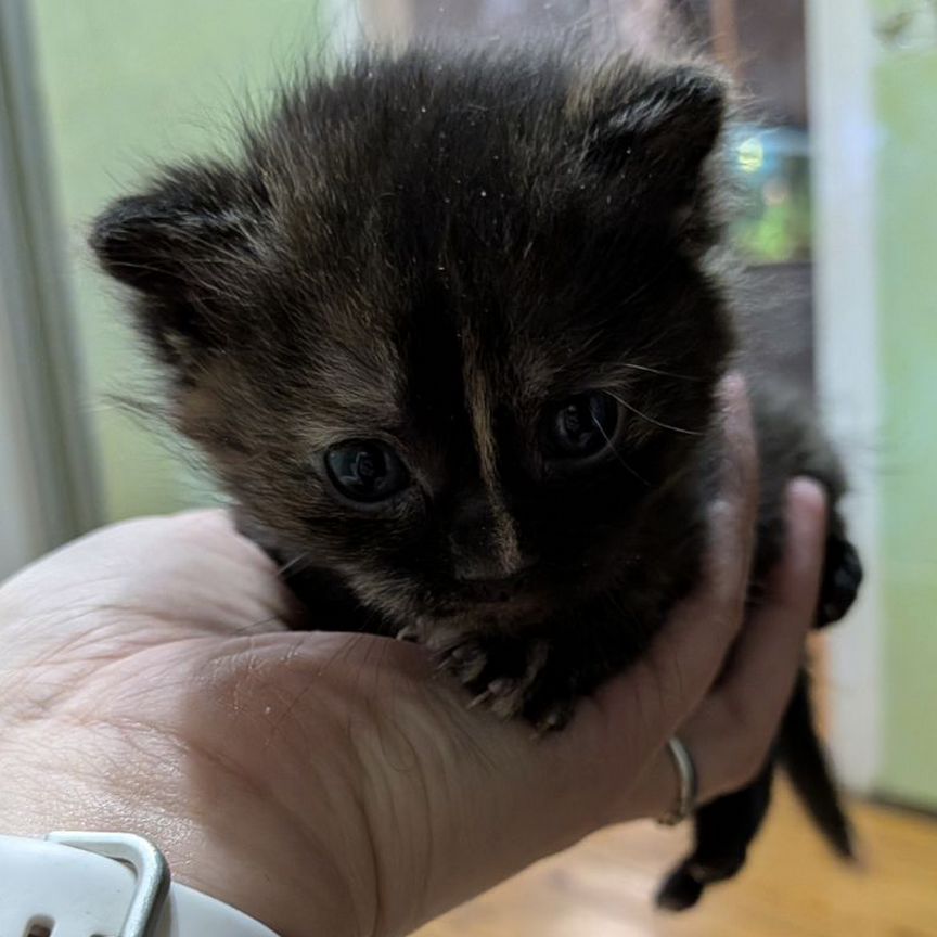 Британский короткошёрстный котёнок