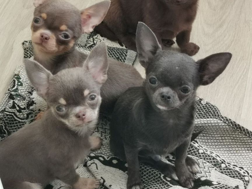 Чихуахуа лилово-подпалая