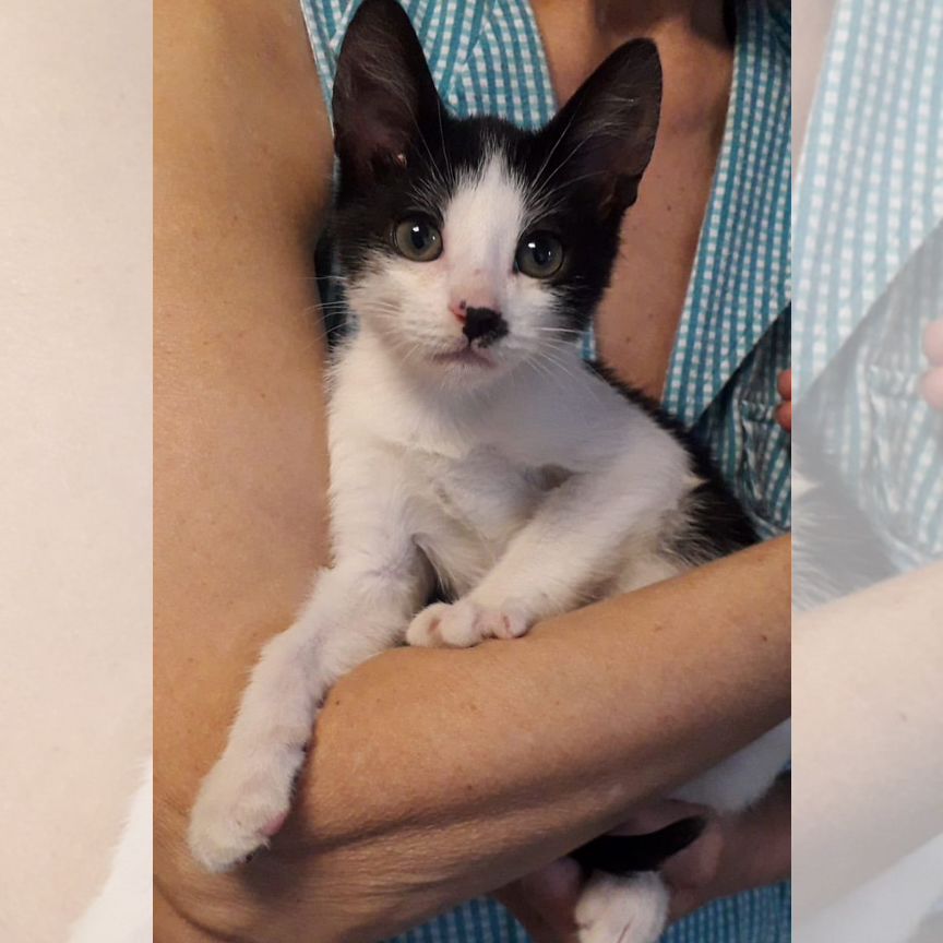 Котенок мальчик чернобелый