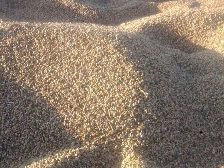 Зерно пшеница