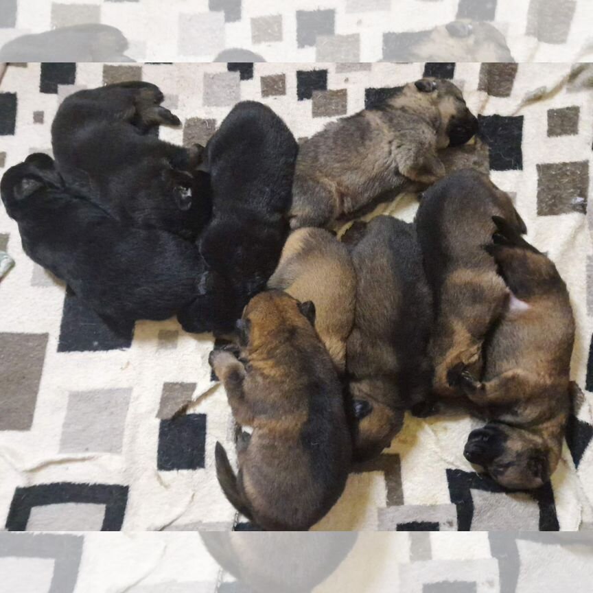 Немецкая овчарка, щенок