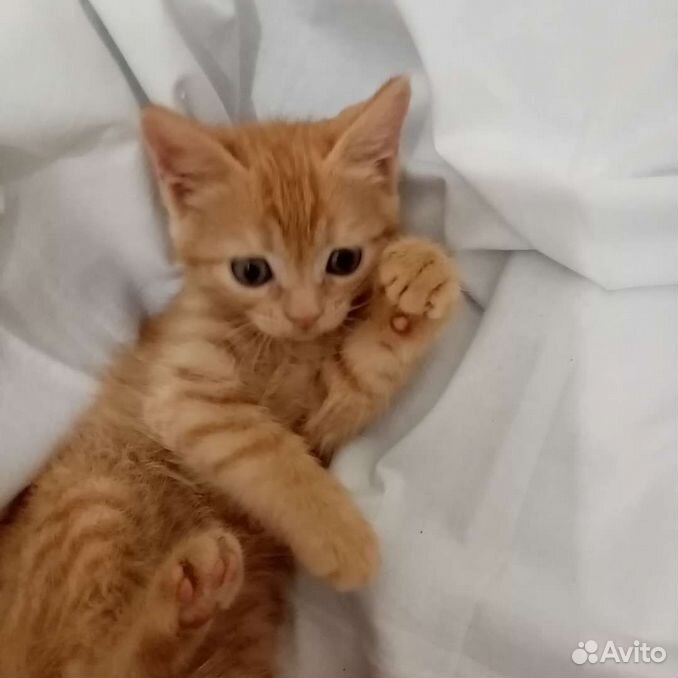 Котёнок огонёк