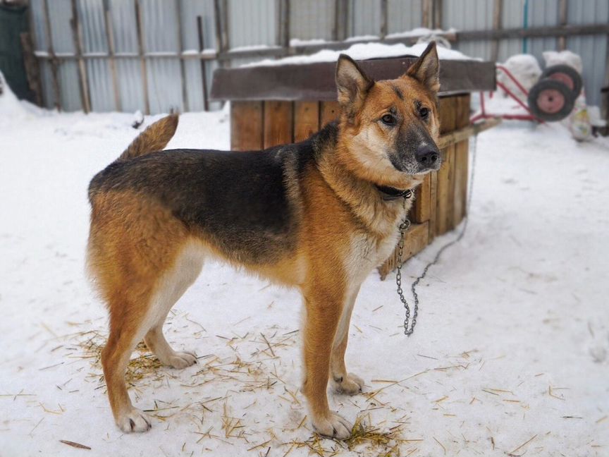 Шикарная собо-девочка, метис овчарки