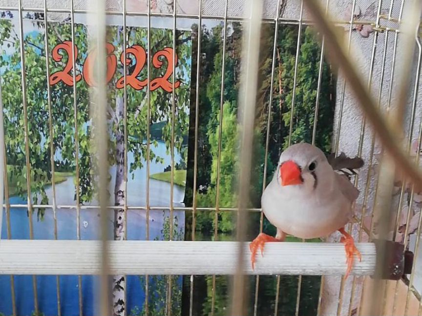 Зебровые амадины