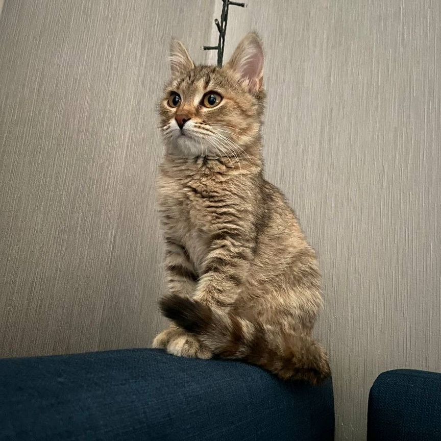 Очаровательный котенок в добрые руки